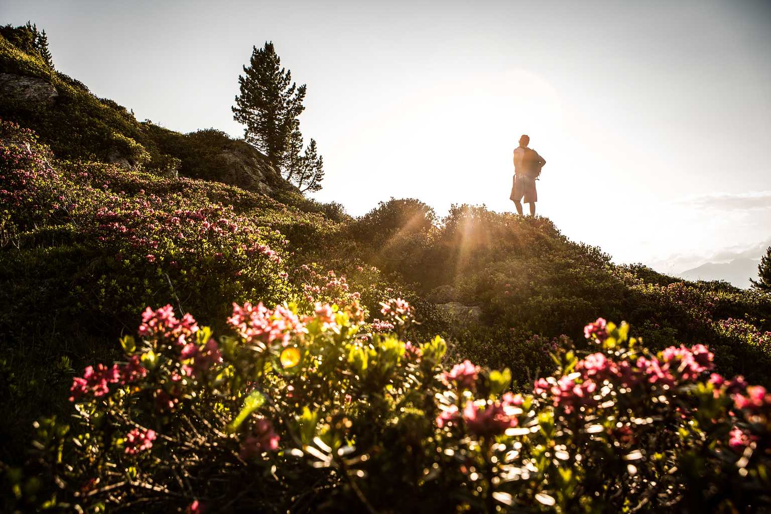 Alpine Garden | Innsbruck Patscherkofel
